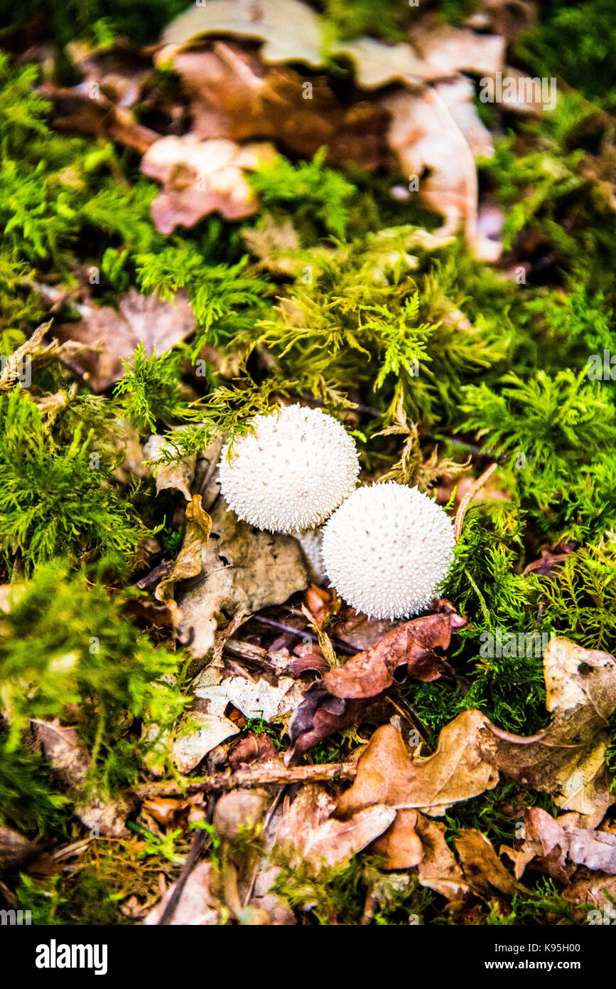 Small round fungus growing through fallen leaves on forest floor ...