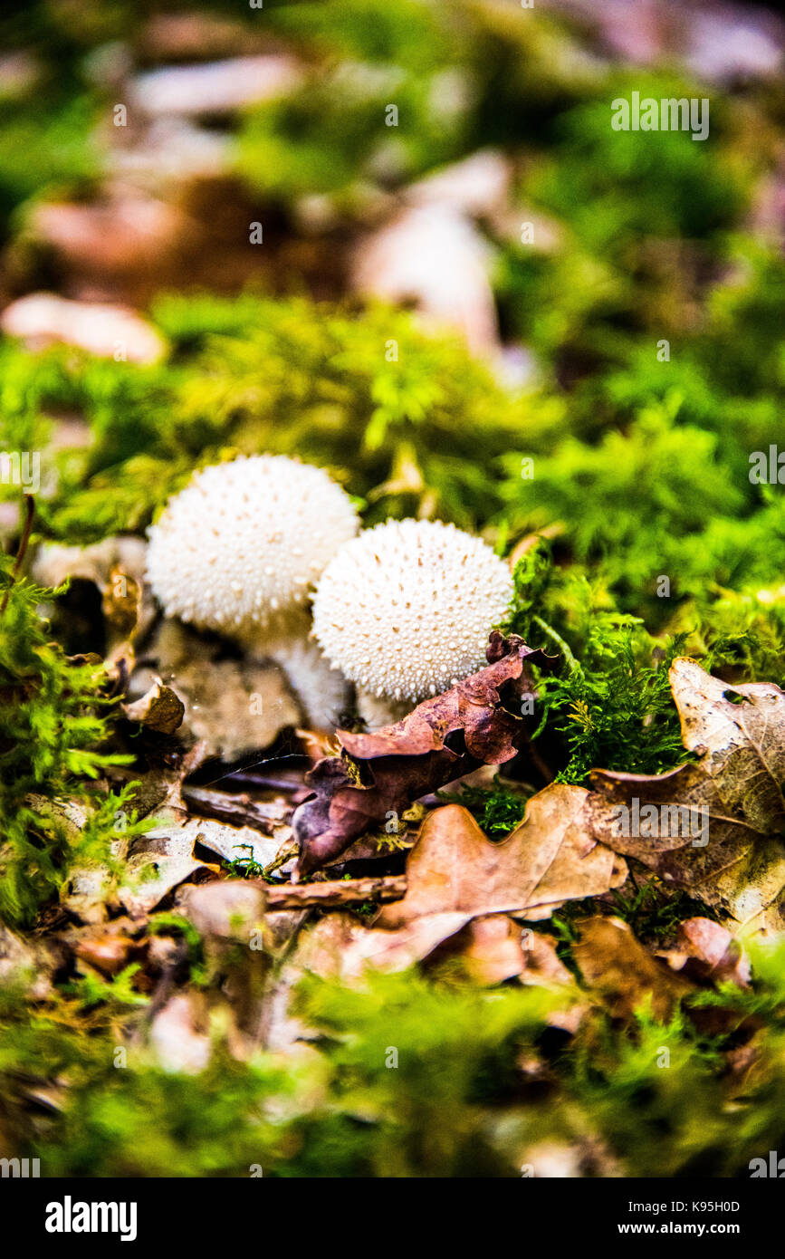 Small round fungus growing through fallen leaves on forest floor ...