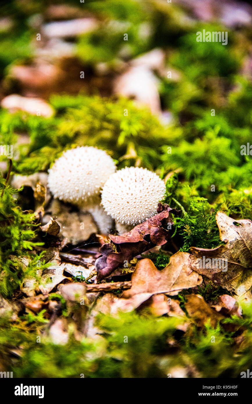 Small round fungus growing through fallen leaves on forest floor ...