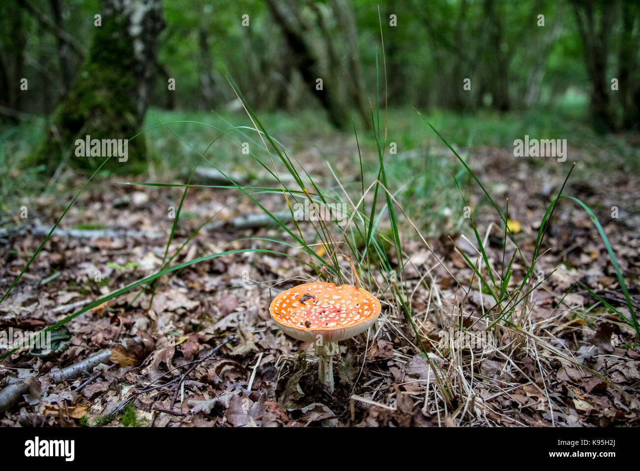 Small red mushrooms growing on a woodland floor Stock Photo - Alamy
