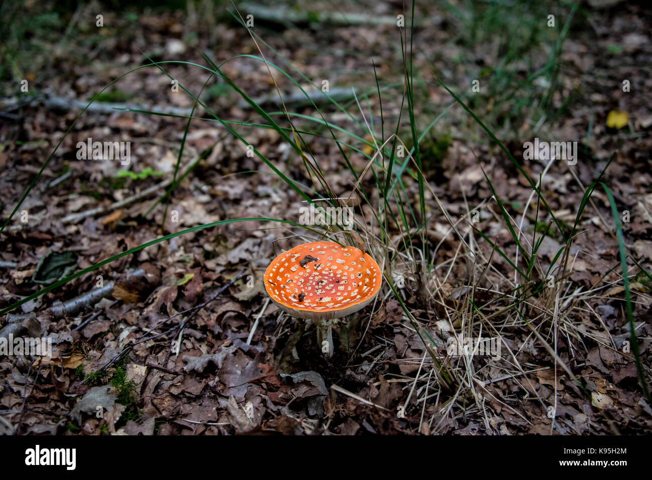 Small red mushrooms growing on a woodland floor Stock Photo - Alamy