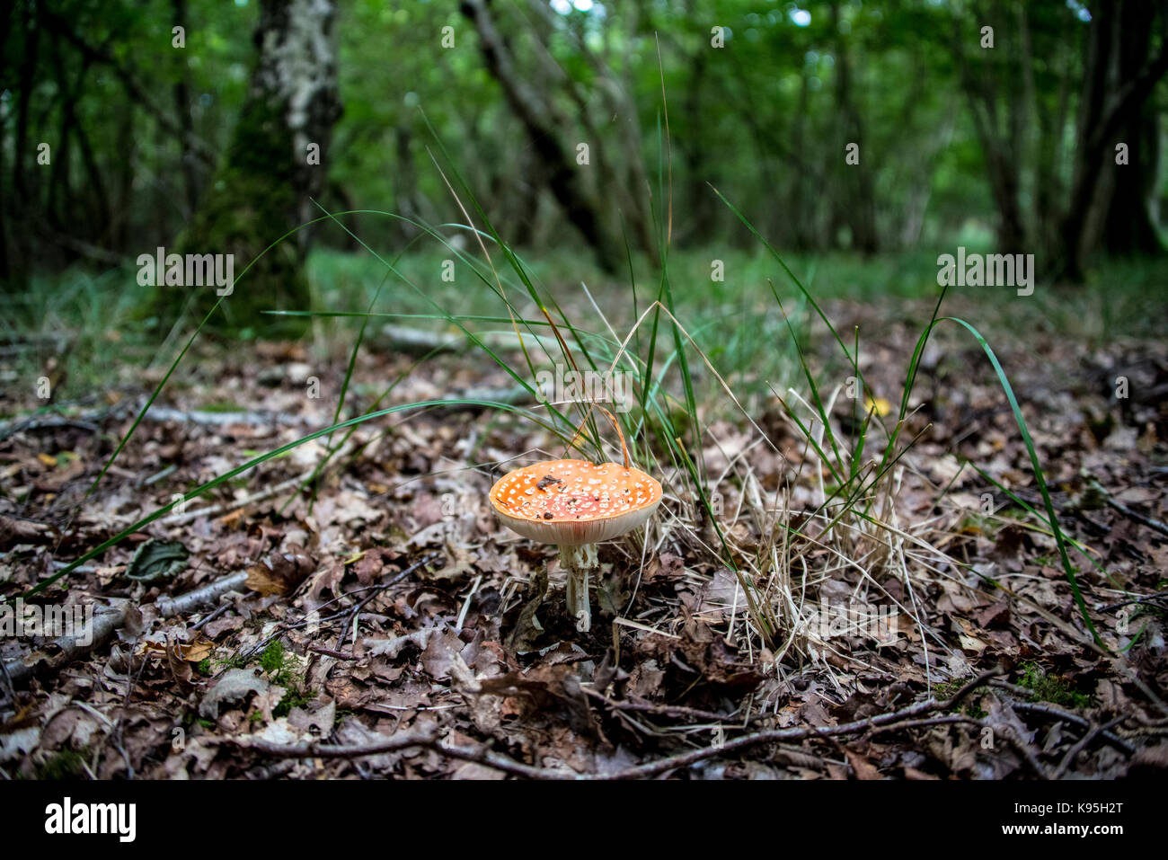 Small red mushrooms growing on a woodland floor Stock Photo - Alamy