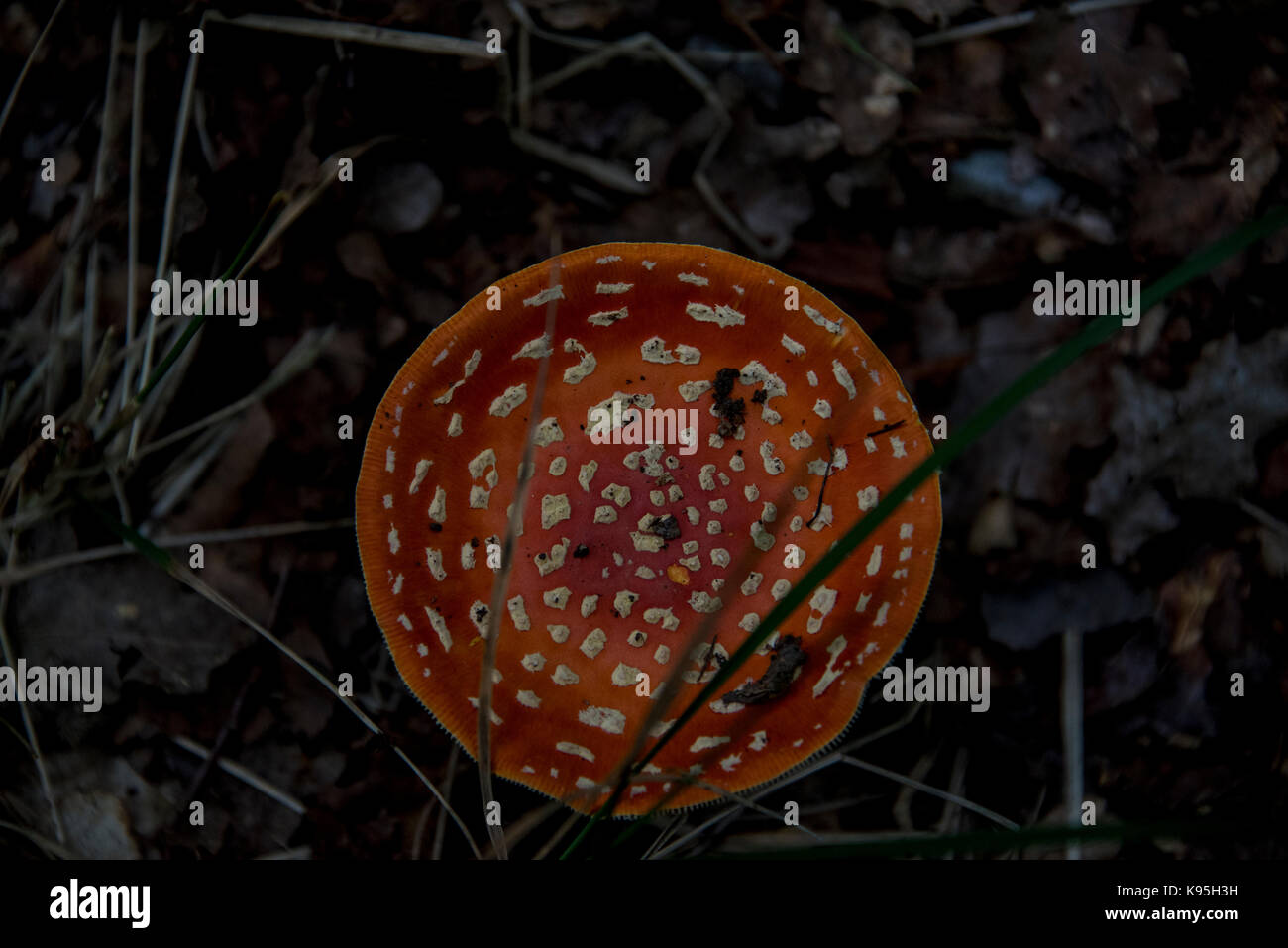 Small red mushrooms growing on a woodland floor Stock Photo - Alamy