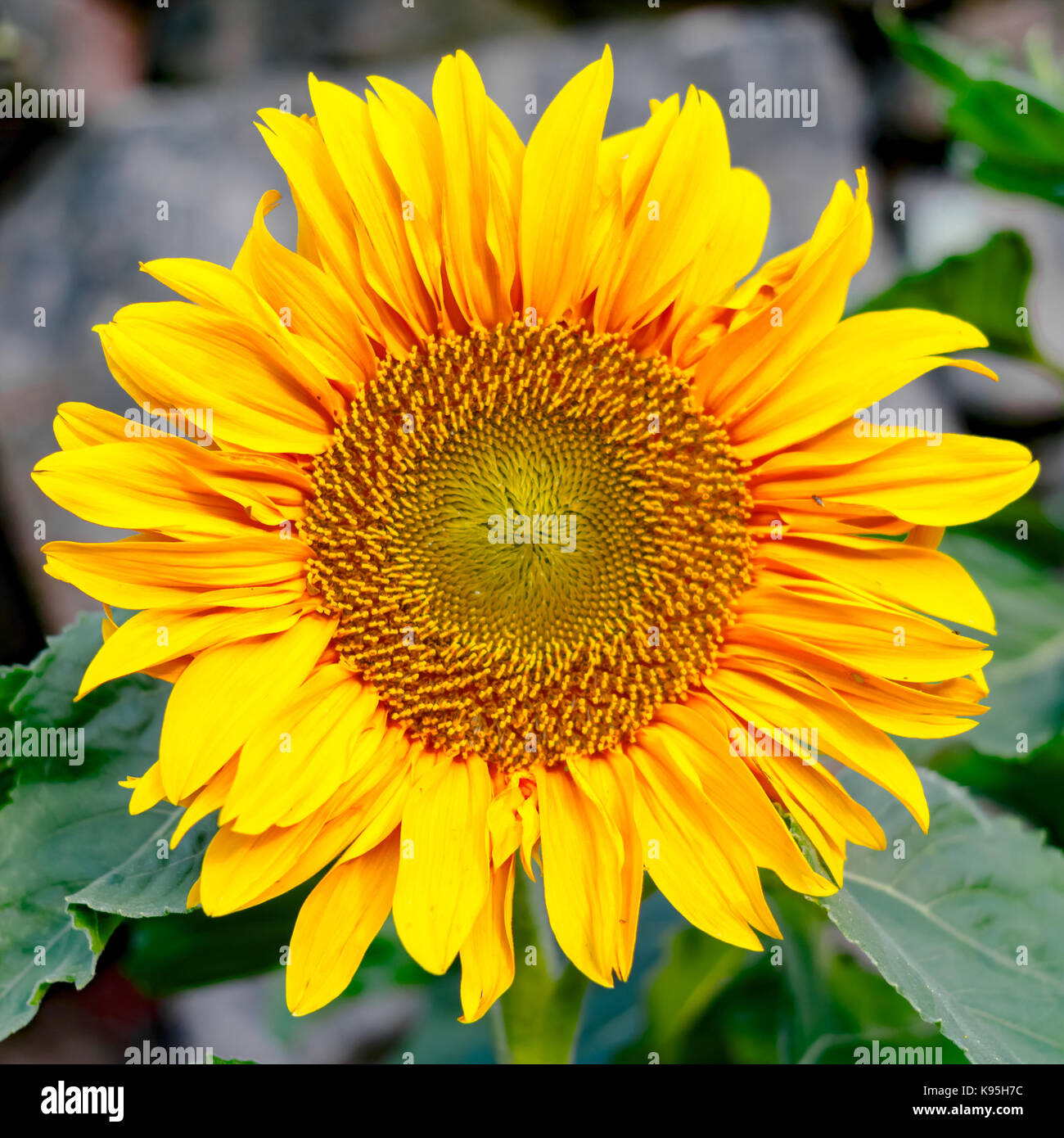 Closeup of sunflower Stock Photo - Alamy