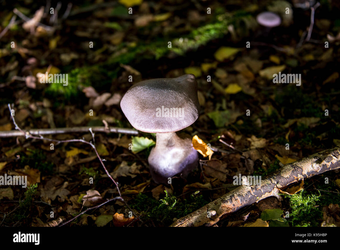 A single grey mushroom growing on woodland floor, UK Stock Photo - Alamy