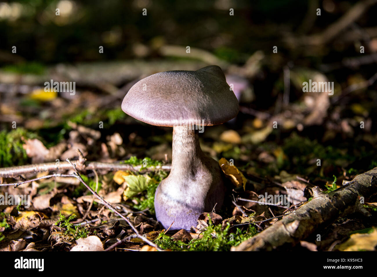 A single grey mushroom growing on woodland floor, UK Stock Photo - Alamy