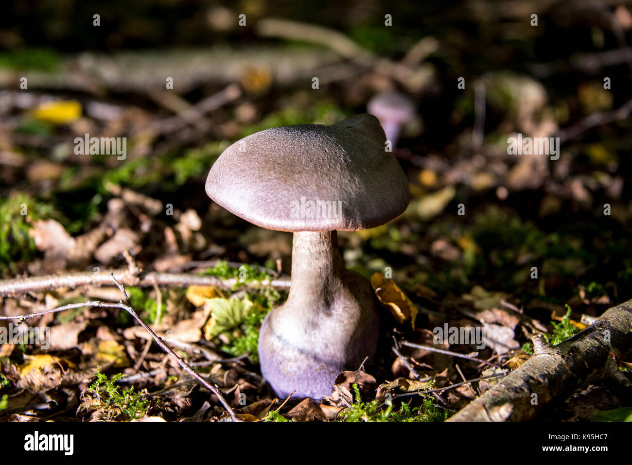 A single grey mushroom growing on woodland floor, UK Stock Photo - Alamy