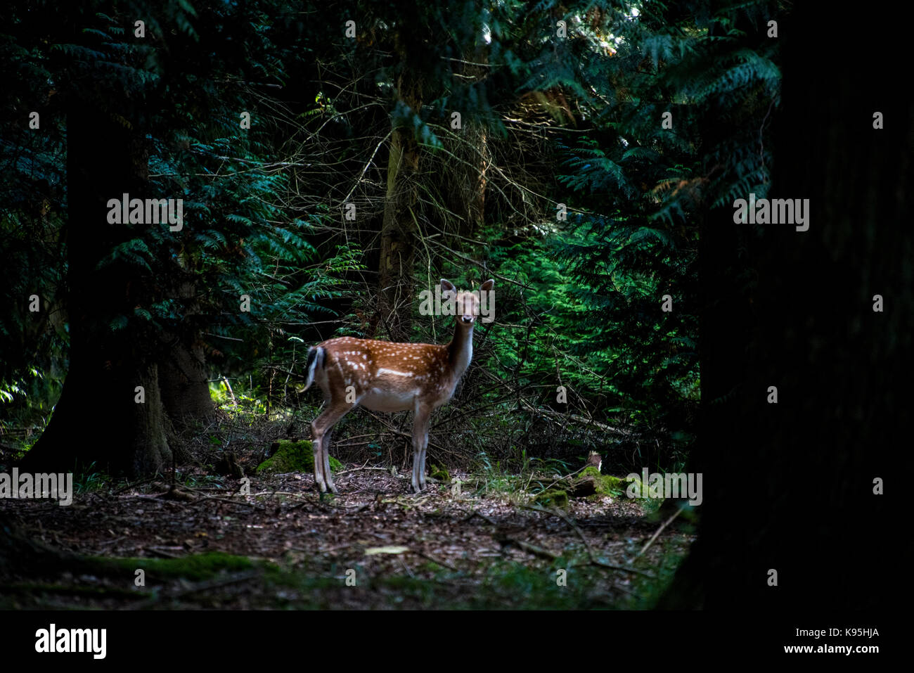 Oxford deer park hi-res stock photography and images - Alamy