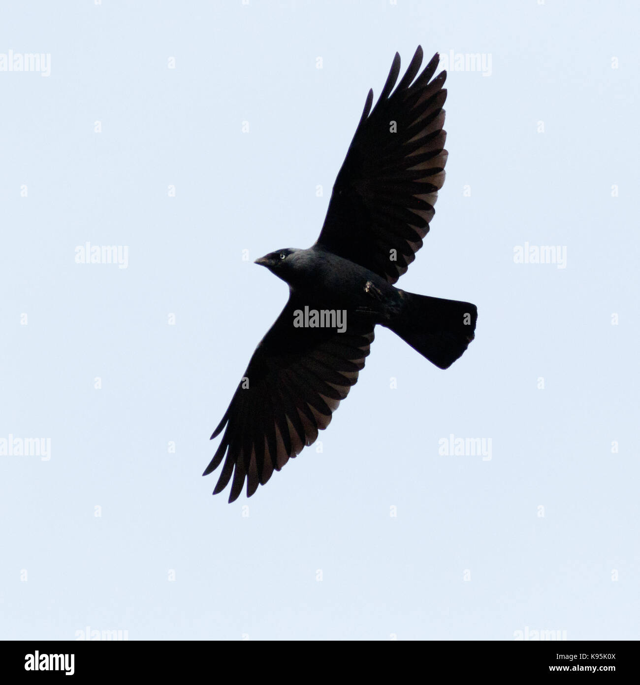 Flying daw hi-res stock photography and images - Alamy