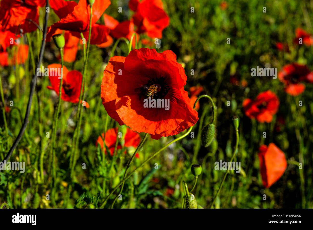 Riva del garda family hi-res stock photography and images - Alamy