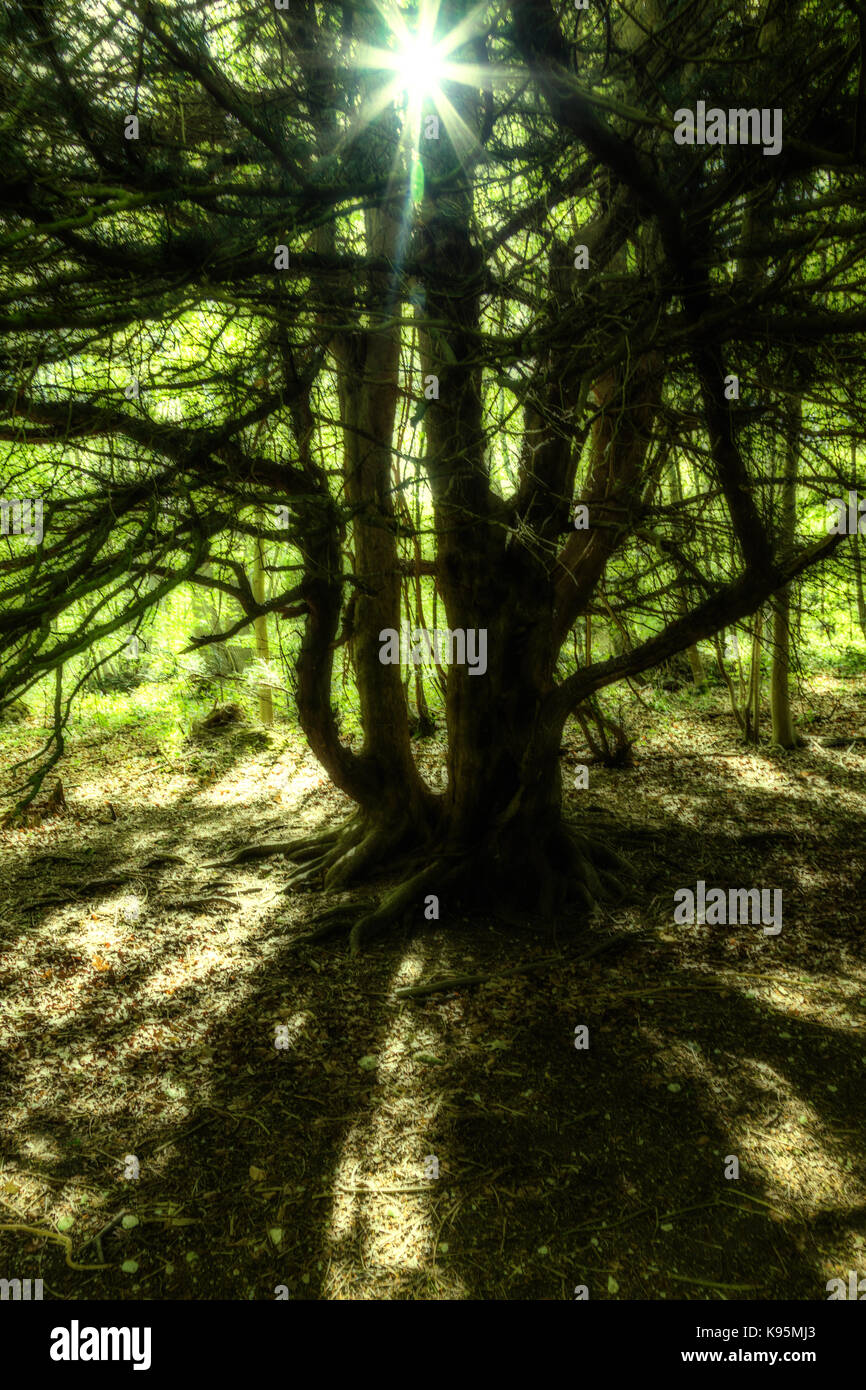 The sun shining through the trees in a dense wood giving stark shadows ...