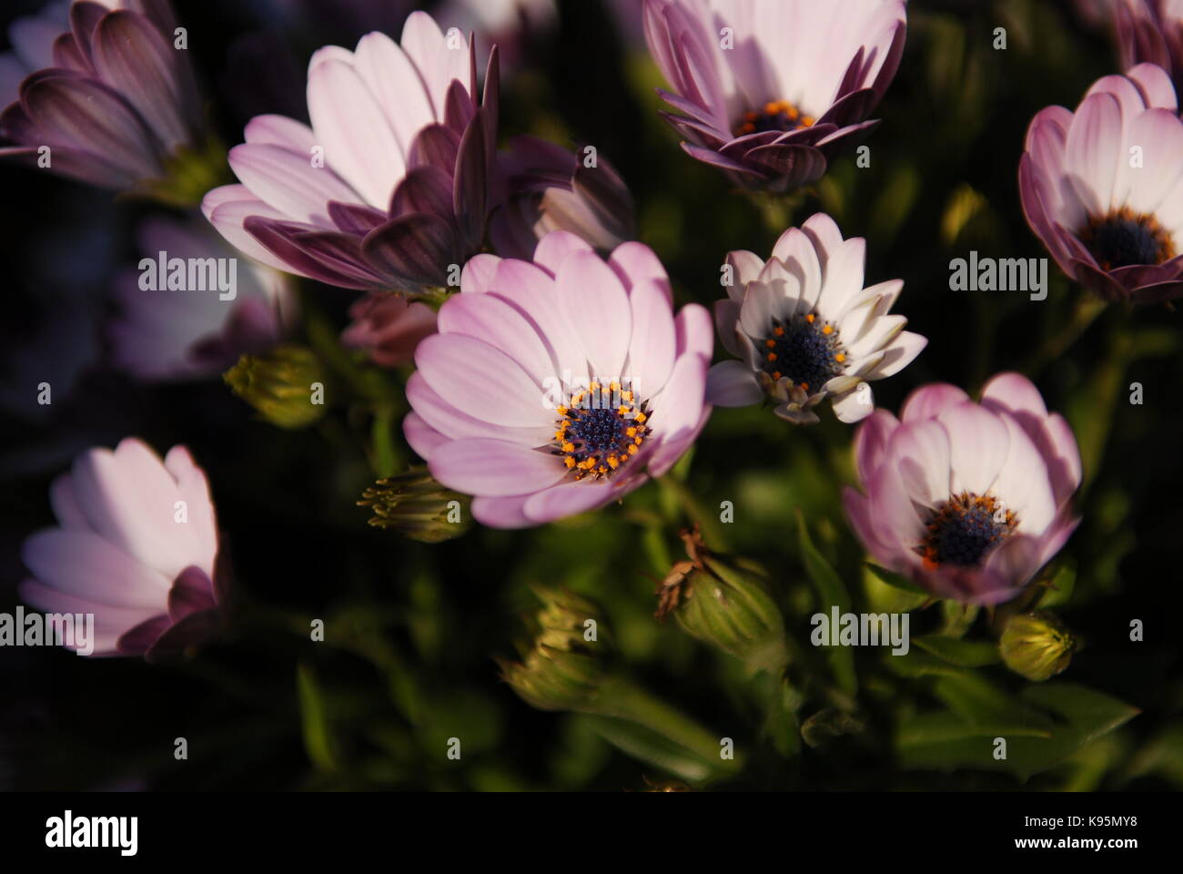 VIOLET SUMMER flower Stock Photo - Alamy
