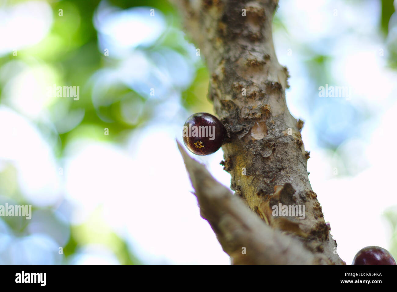 Jaboticaba hi-res stock photography and images - Alamy
