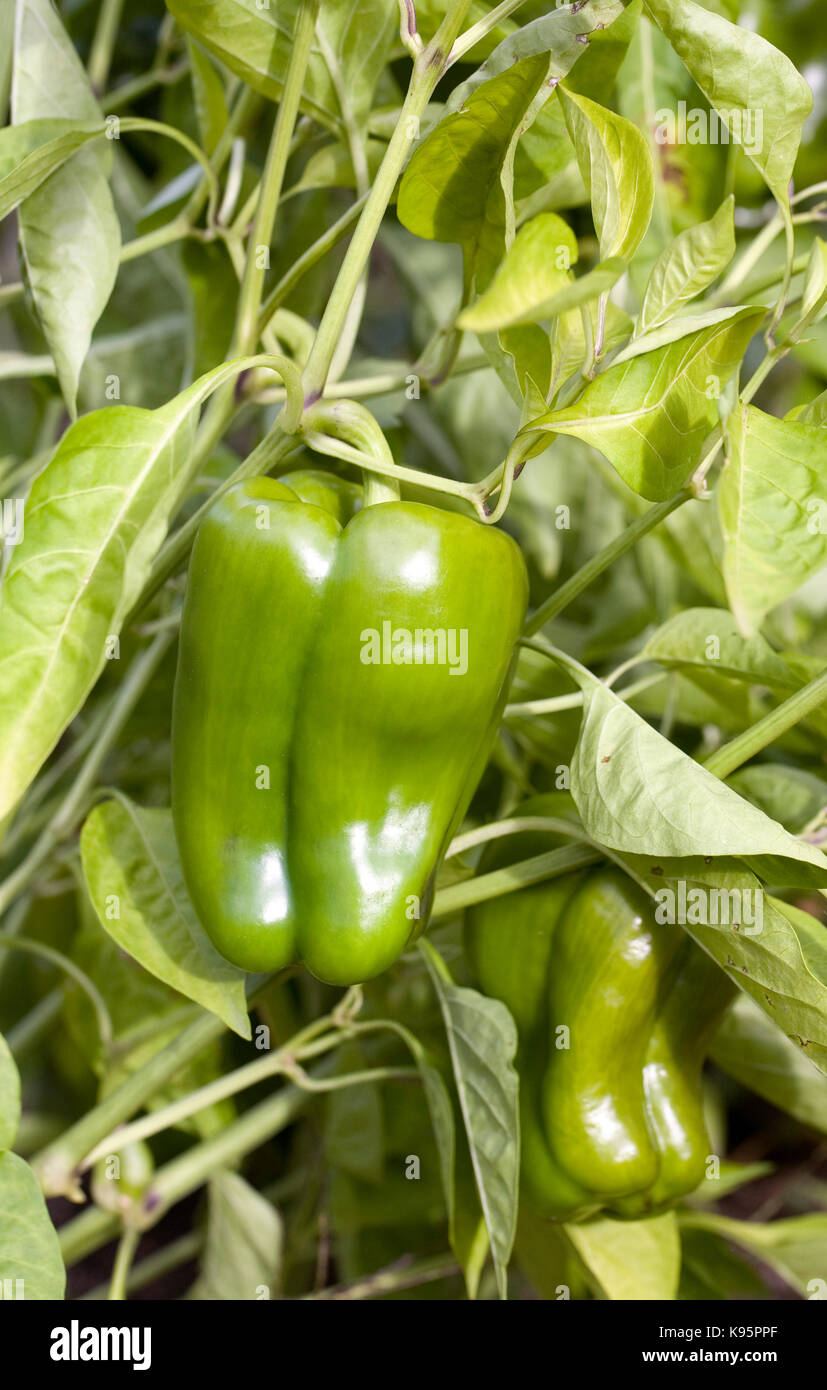 Capsicum annuum plant hi-res stock photography and images - Alamy