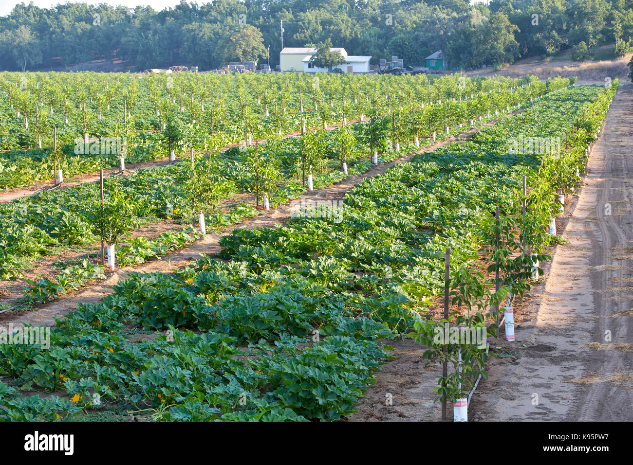 Intercropping hi-res stock photography and images - Alamy
