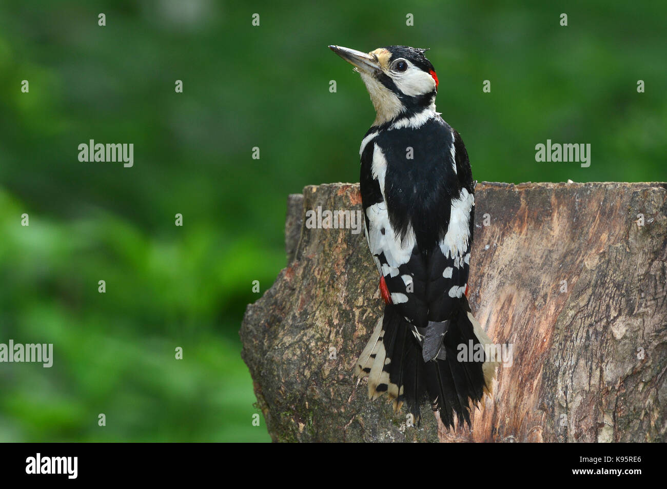 great spotted woodpecker Stock Photo - Alamy