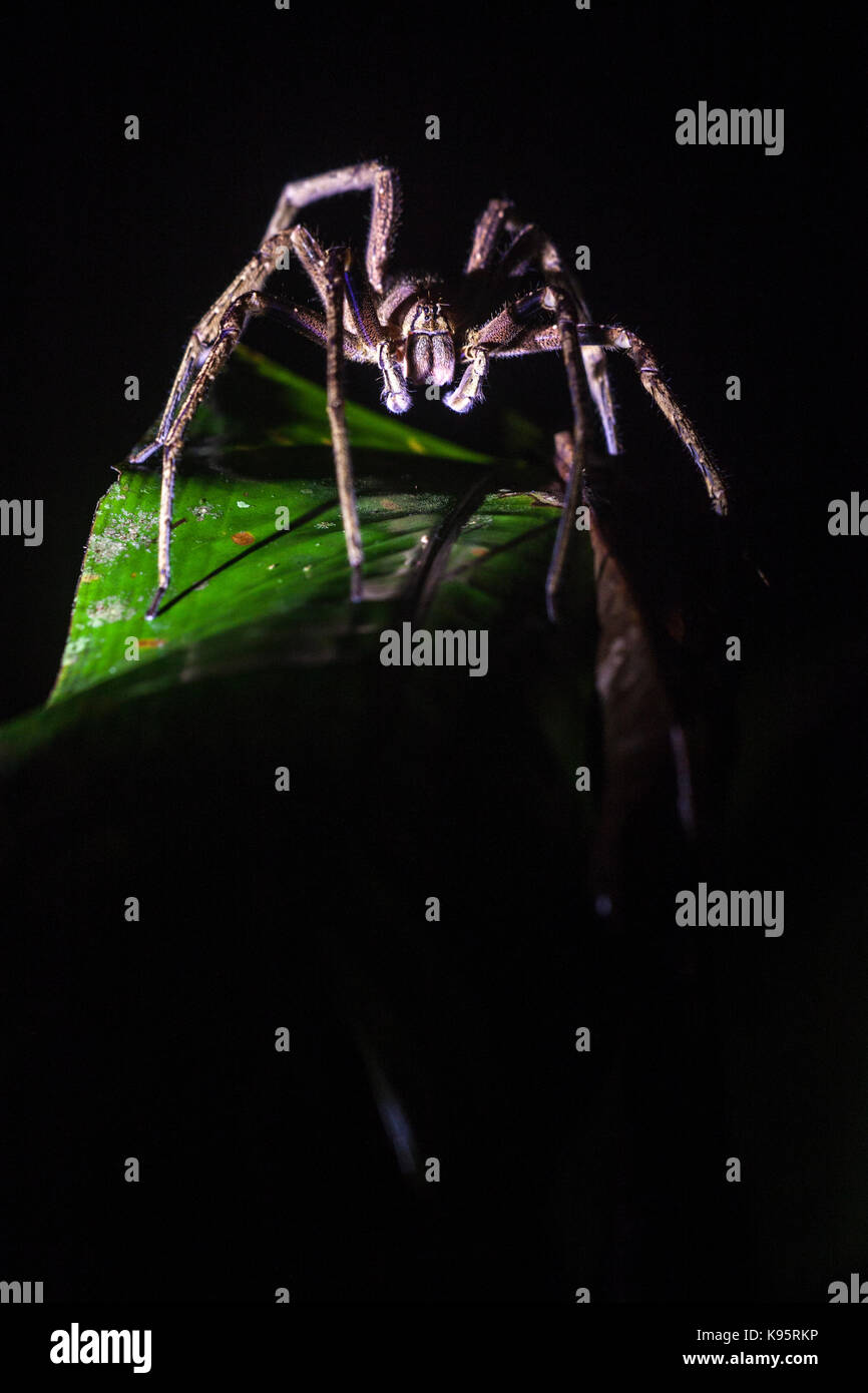 A photo of a Brazilian wandering spider (Phoneutria sp.) resting on a ...