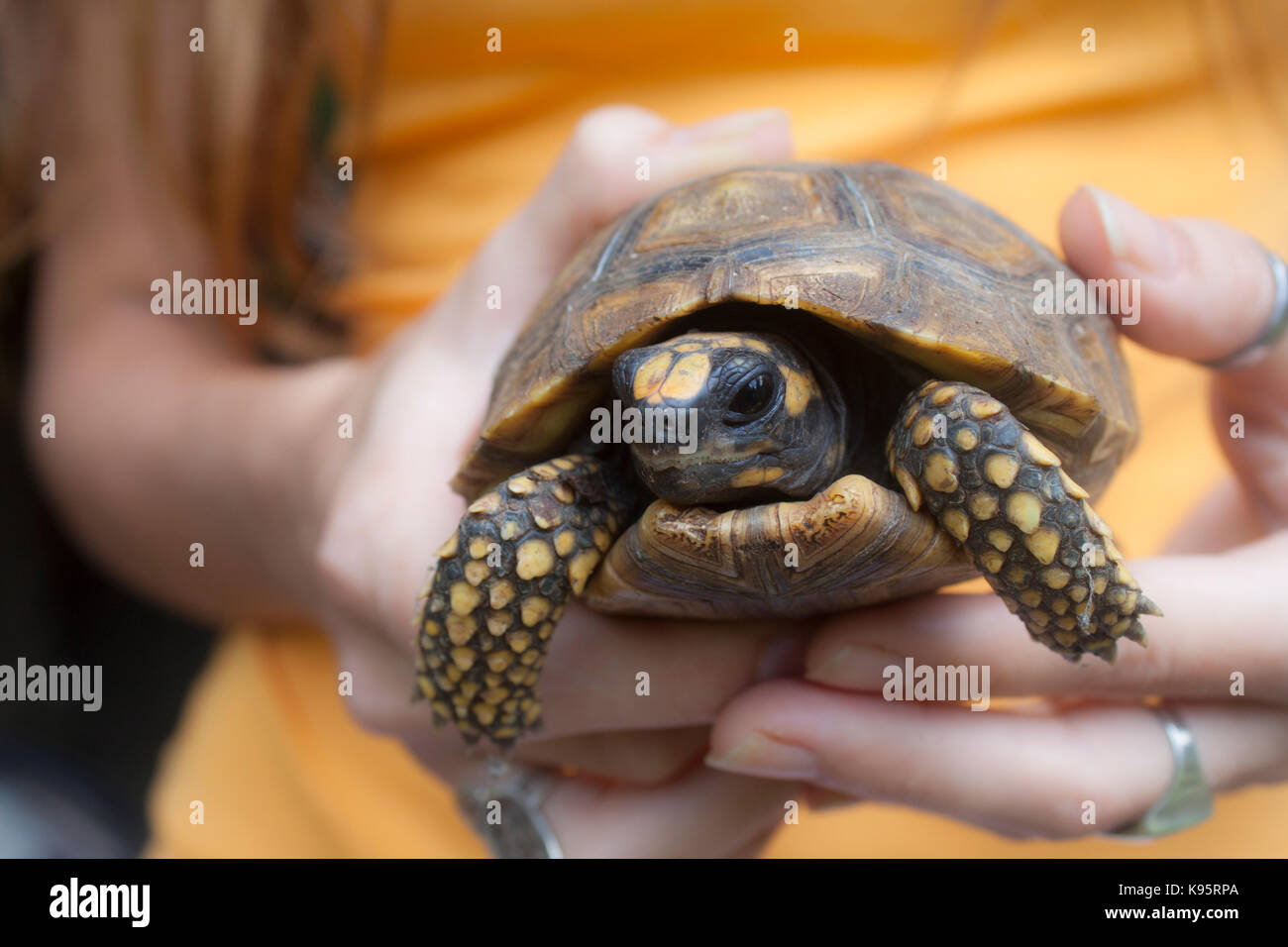 A woman holding a turtle Stock Photo - Alamy