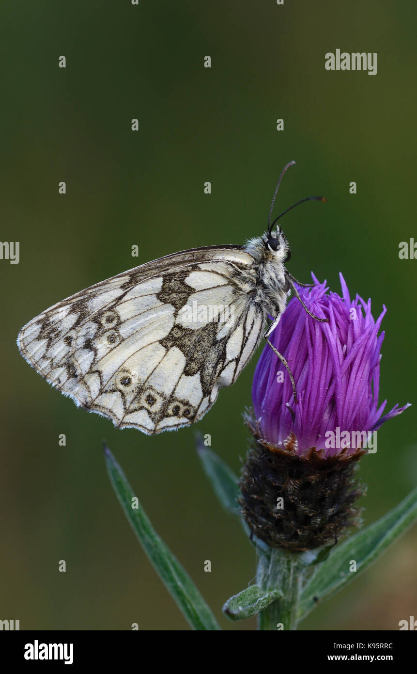 Marbled wing detail hi-res stock photography and images - Alamy
