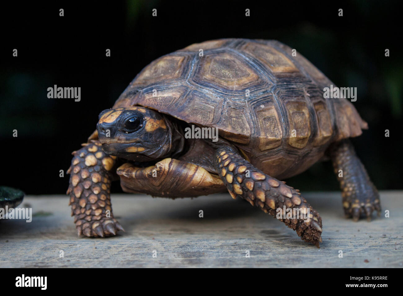 A turtle on a staircase Stock Photo - Alamy