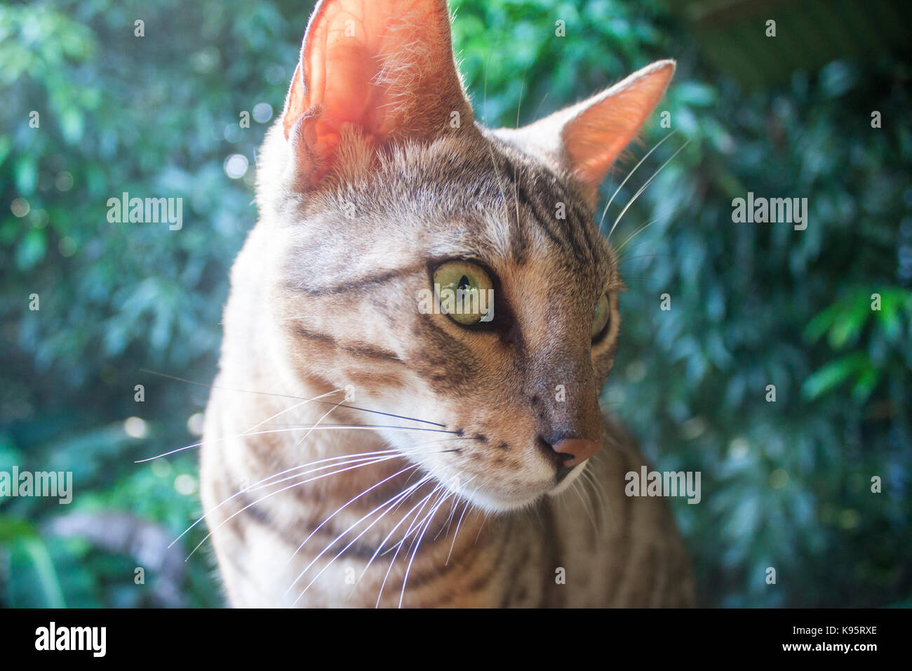 A portrait of a beautiful Bengal cat Stock Photo - Alamy