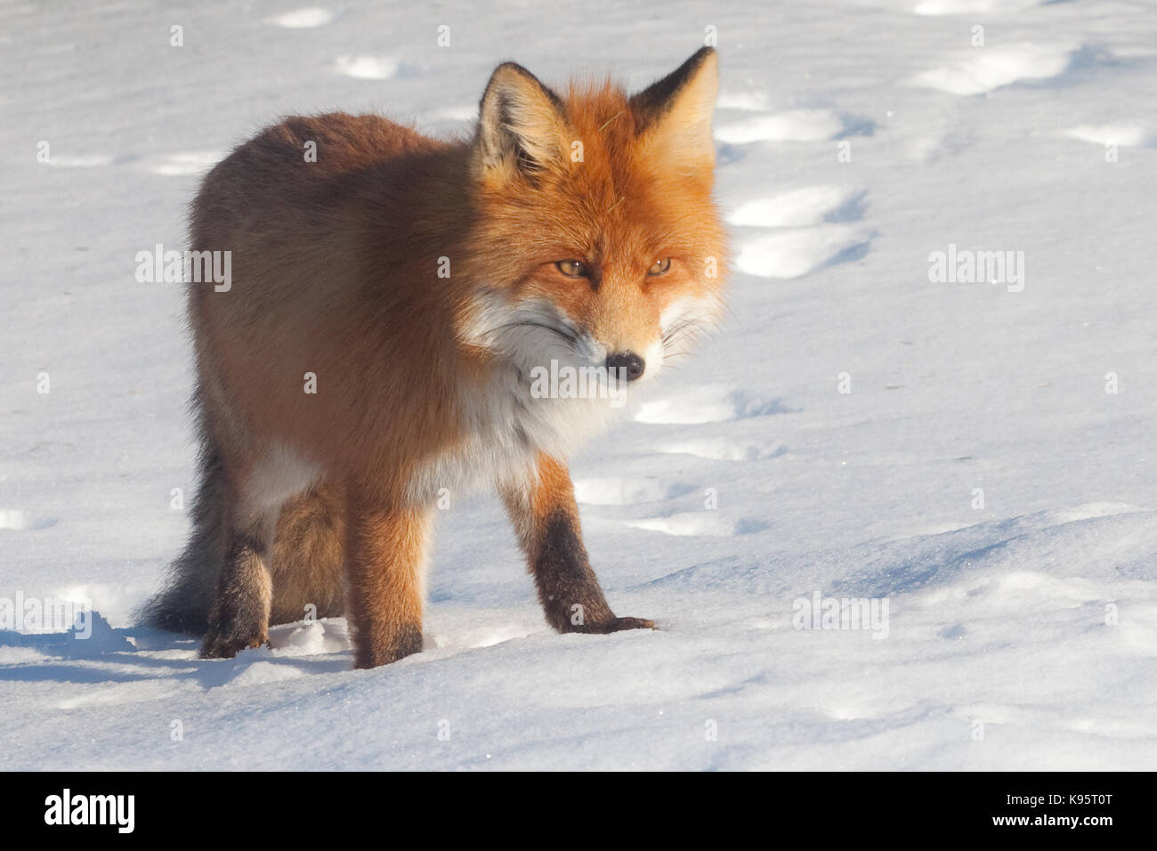 The red fox (Vulpes vulpes Stock Photo - Alamy