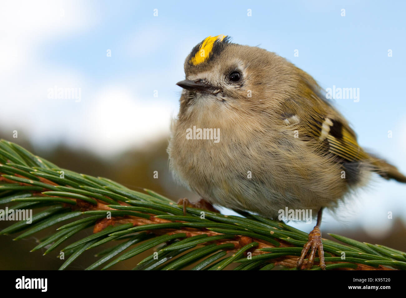 Regulus regulus hi-res stock photography and images - Alamy