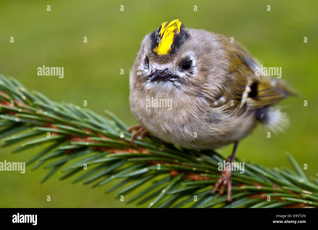 A beautiful portrait of a goldcrest (Regulus regulus Stock Photo - Alamy