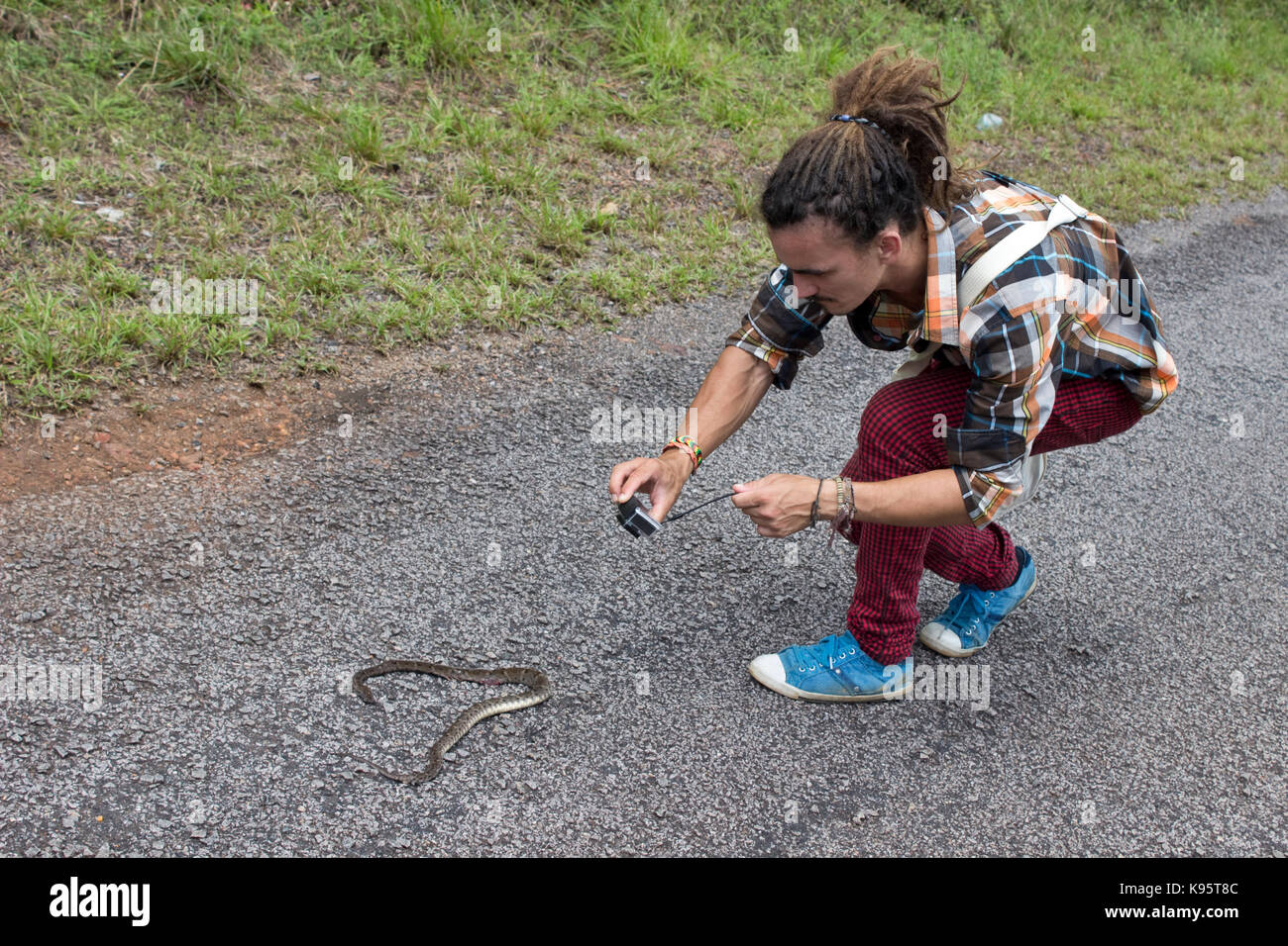 Snake road kill hi-res stock photography and images - Alamy