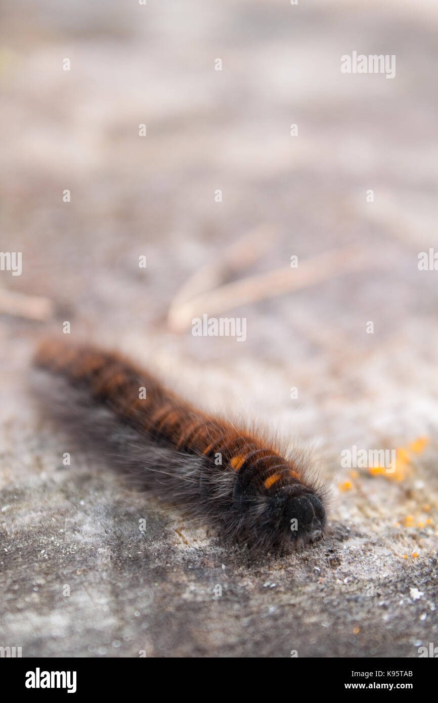 A closeup photo of a fox moth (Macrothylacia rubi Stock Photo - Alamy