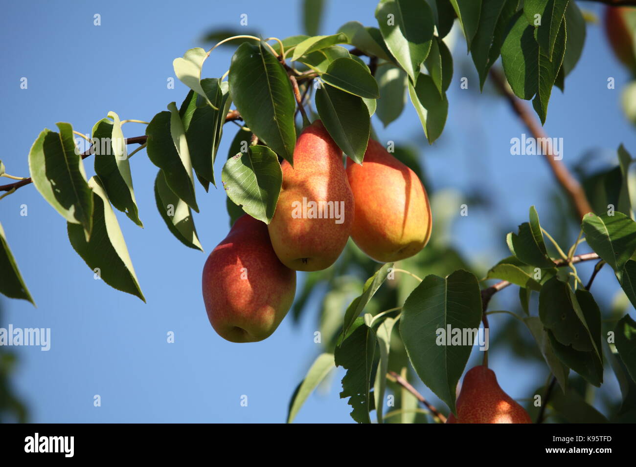 Red pears on tree in orchard hi-res stock photography and images - Alamy