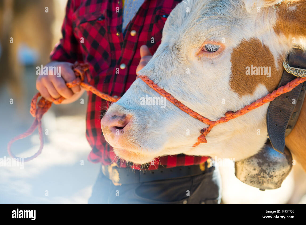 Sad cow tied by a cowboy in a farm Stock Photo - Alamy