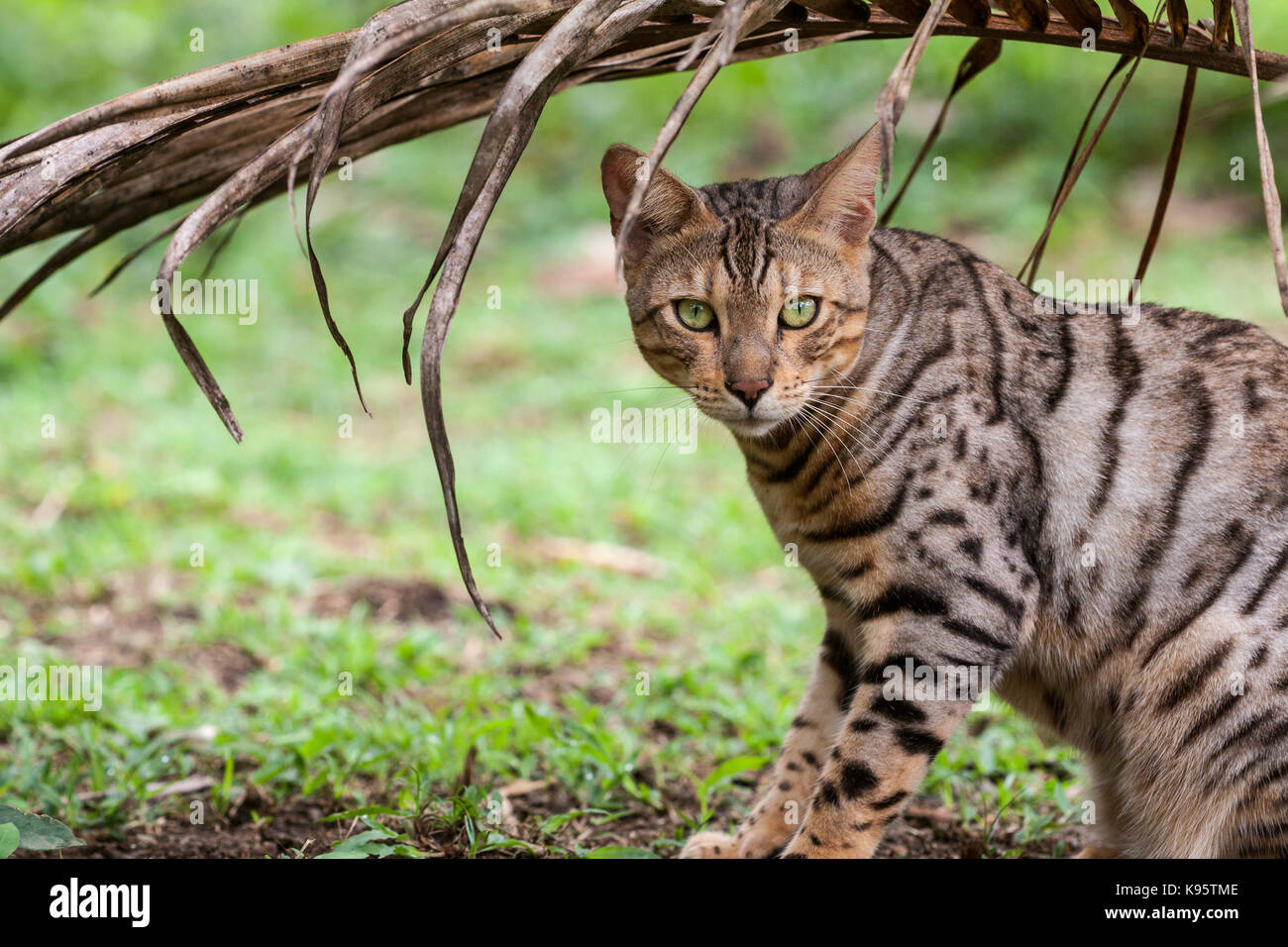 A beautiful Bengal cat looking at the camera Stock Photo - Alamy