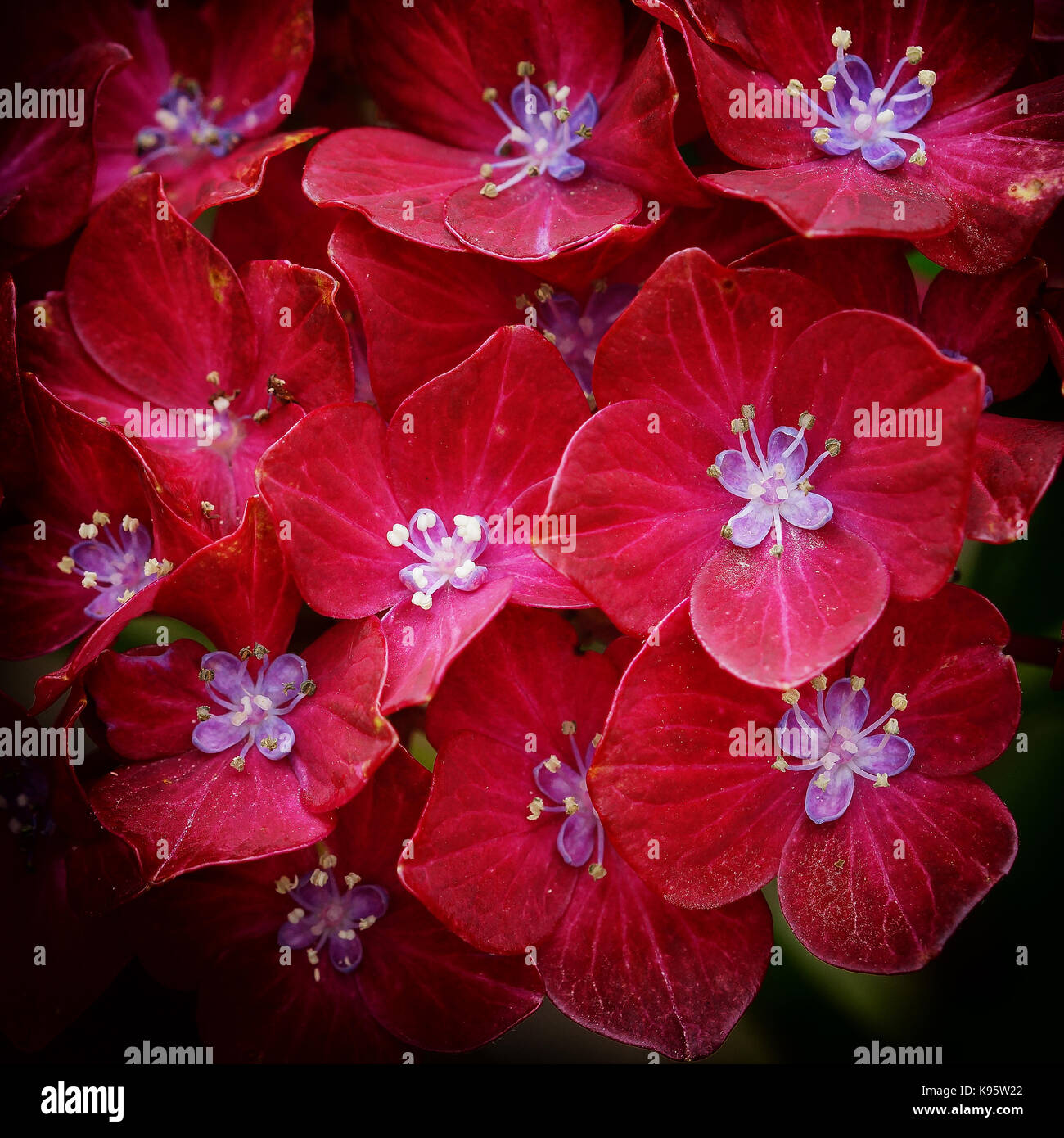 Penny mac (Hydrangea macrophylla), flowers of summer Stock Photo - Alamy