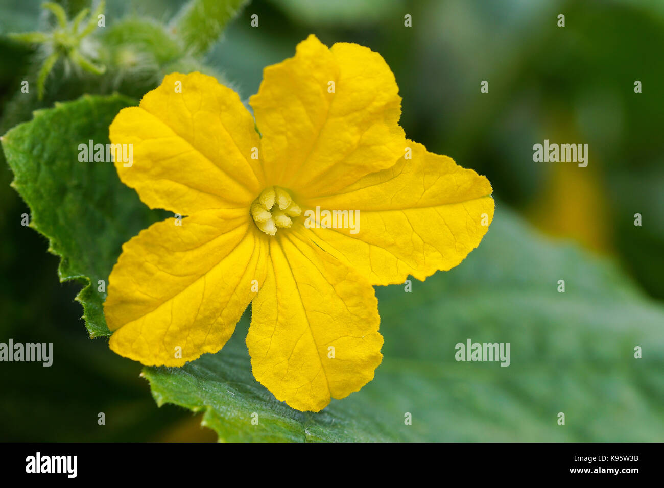 Blossom of cucumber plant (Cucumis sativus Stock Photo - Alamy