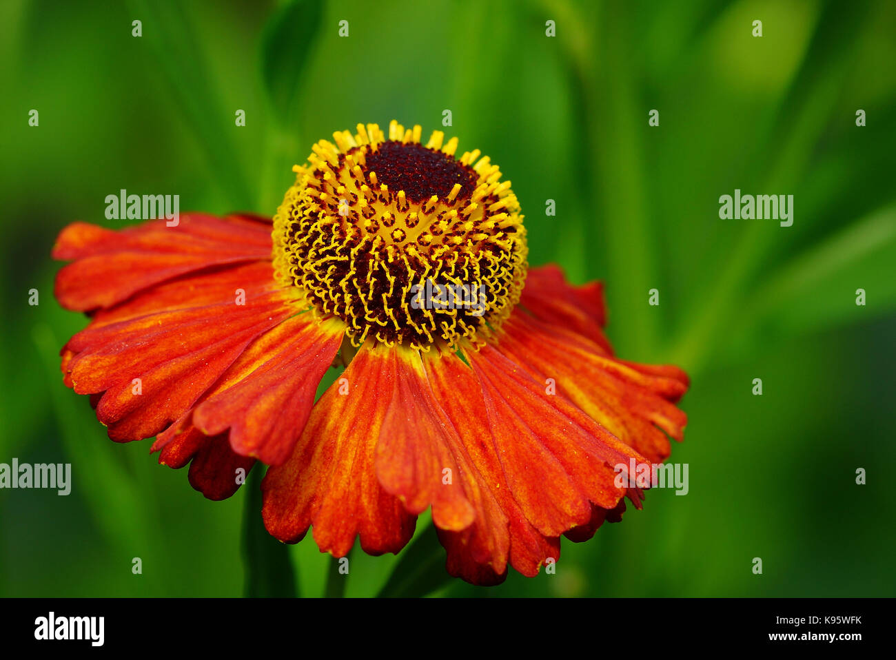 Helens Flower (Helenium), flowers of summertime Stock Photo - Alamy