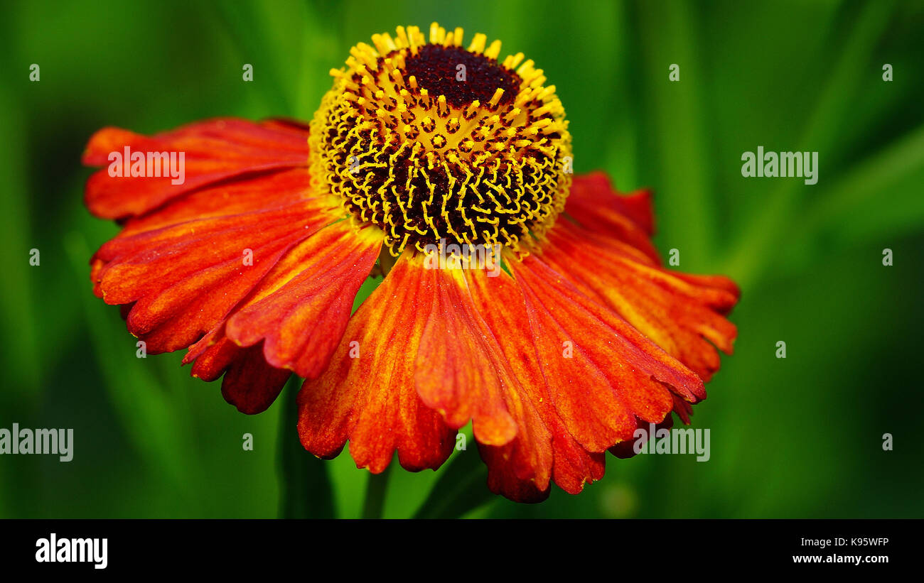 Helens Flower (Helenium), flowers of summertime Stock Photo - Alamy