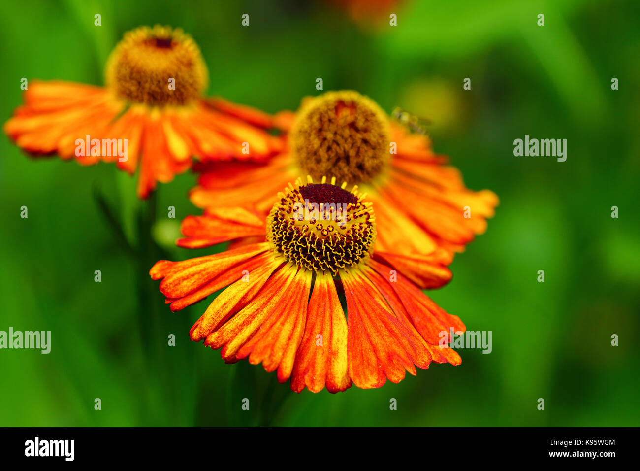 Helens Flower (Helenium), flowers of summertime Stock Photo - Alamy