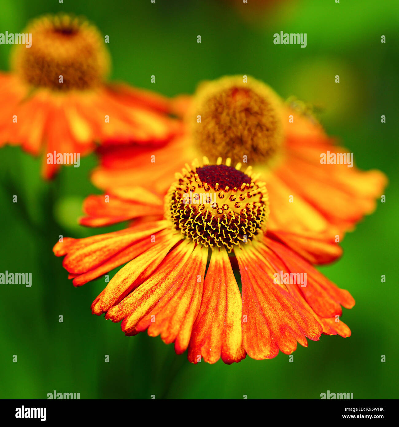 Helens Flower (Helenium), flowers of summertime Stock Photo - Alamy