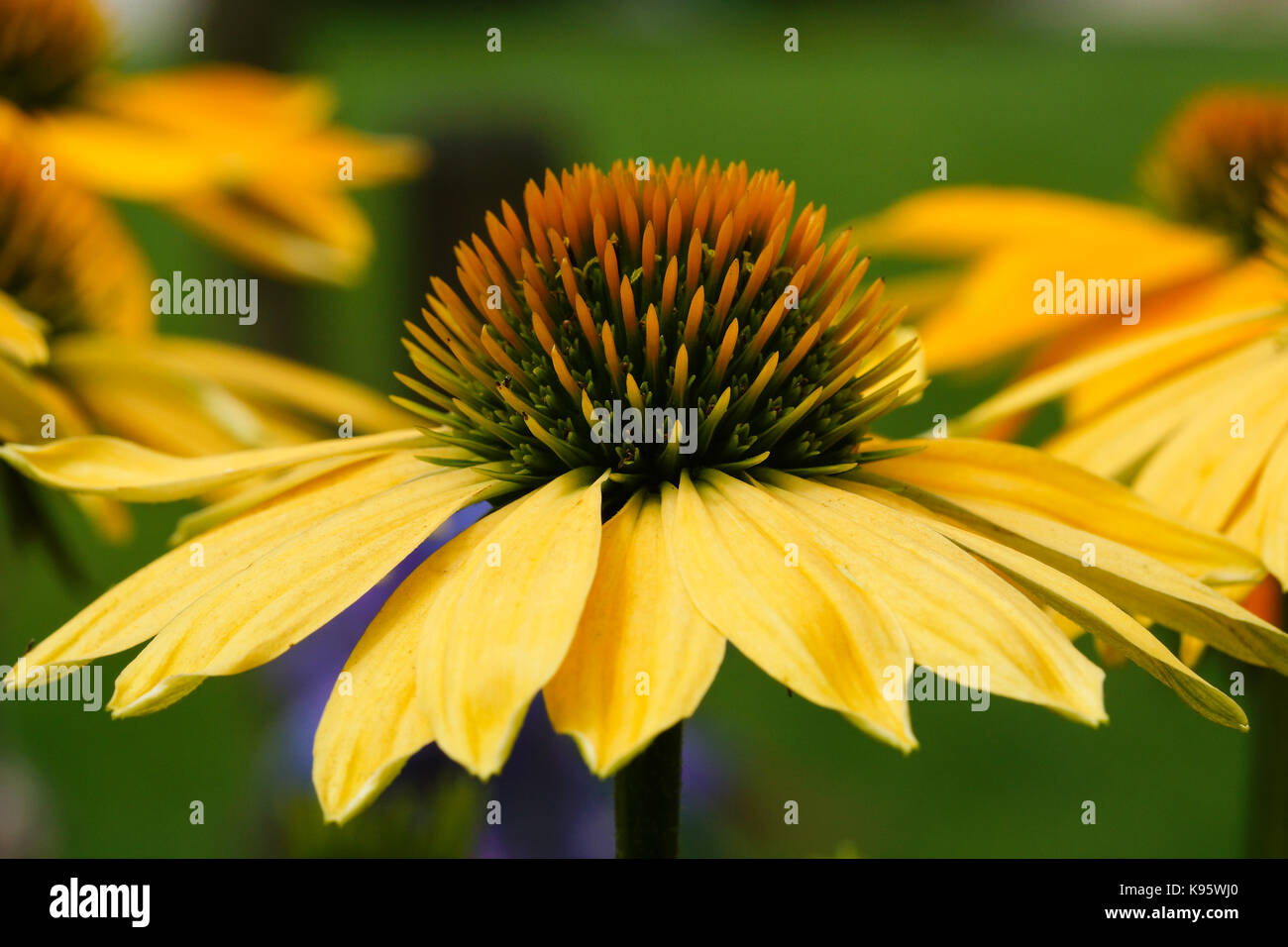 Coneflower (Echinacea purpurea), flowers of summer Stock Photo - Alamy