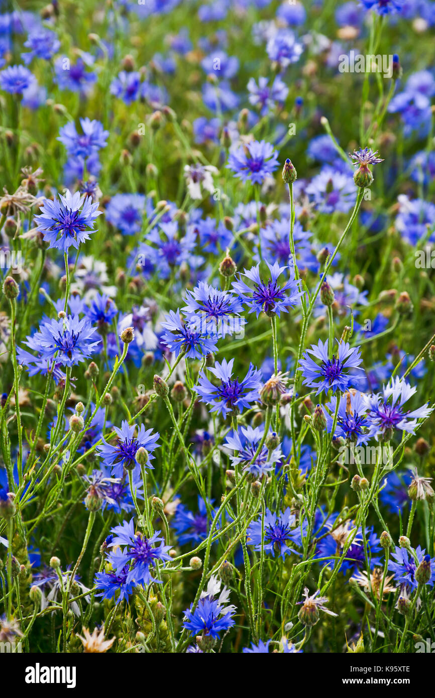 Cornflowers cornflower hi-res stock photography and images - Alamy