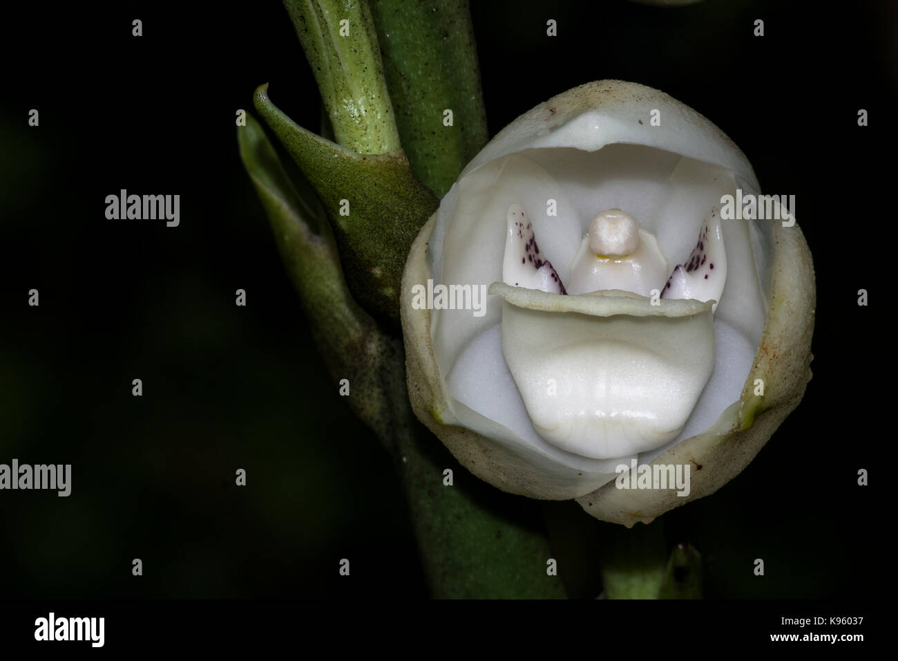 Holy Ghost orchid, dove orchid or flower of the Holy Spirit in English ...