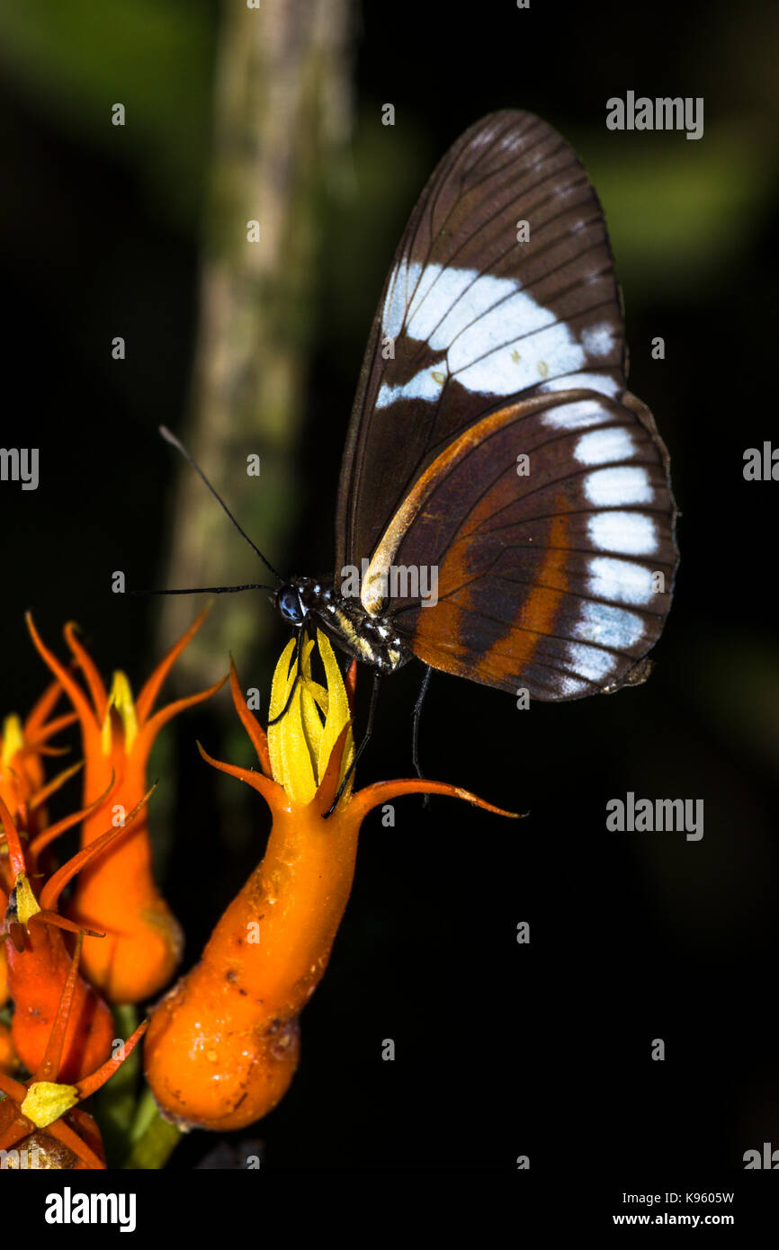 Butterfly on flower feeding flower hi-res stock photography and images ...