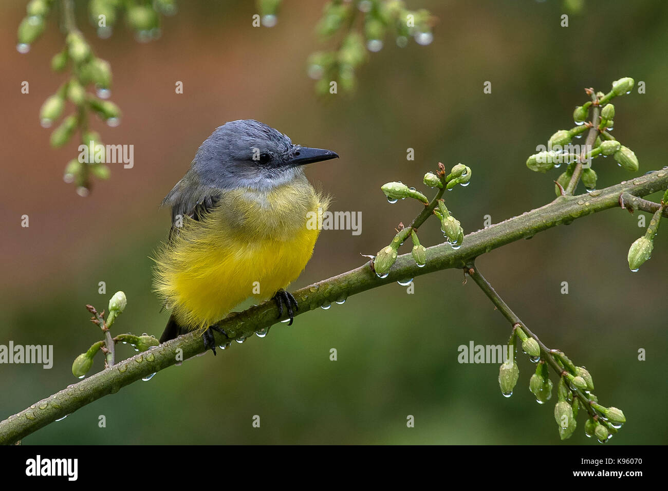 Immature tropical kingbird after the rain on a bench with rain drops ...