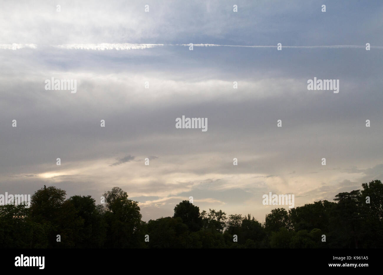 Bird flying above trees hi-res stock photography and images - Alamy