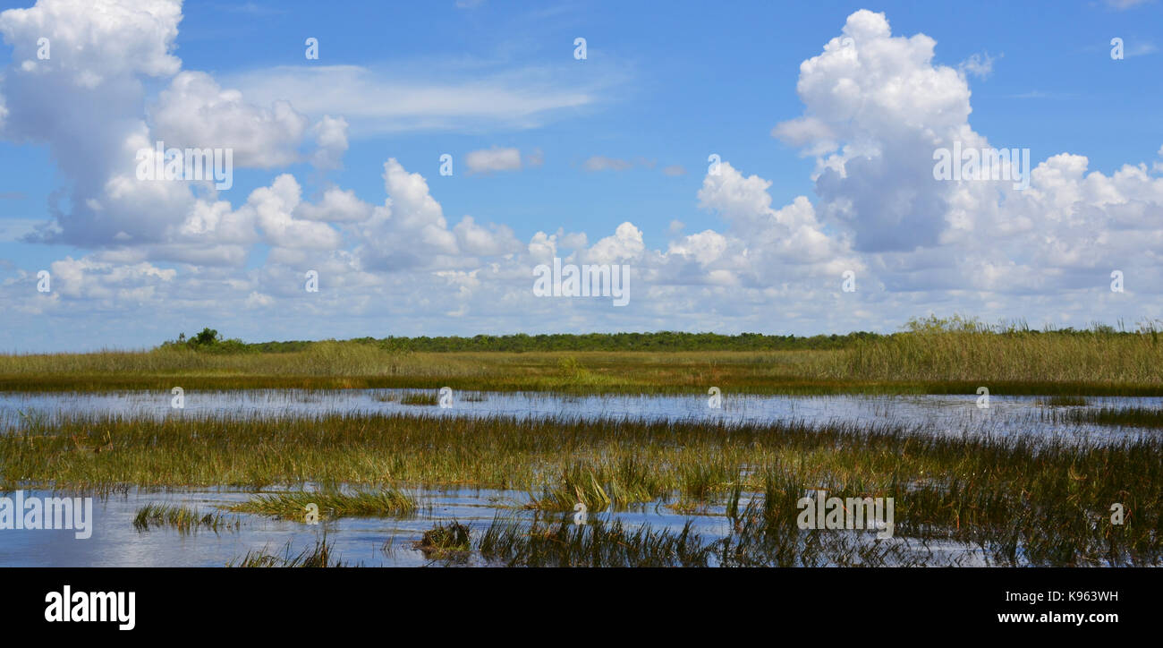 Florida wetland. Everglades National Park in Florida, USA Stock Photo ...