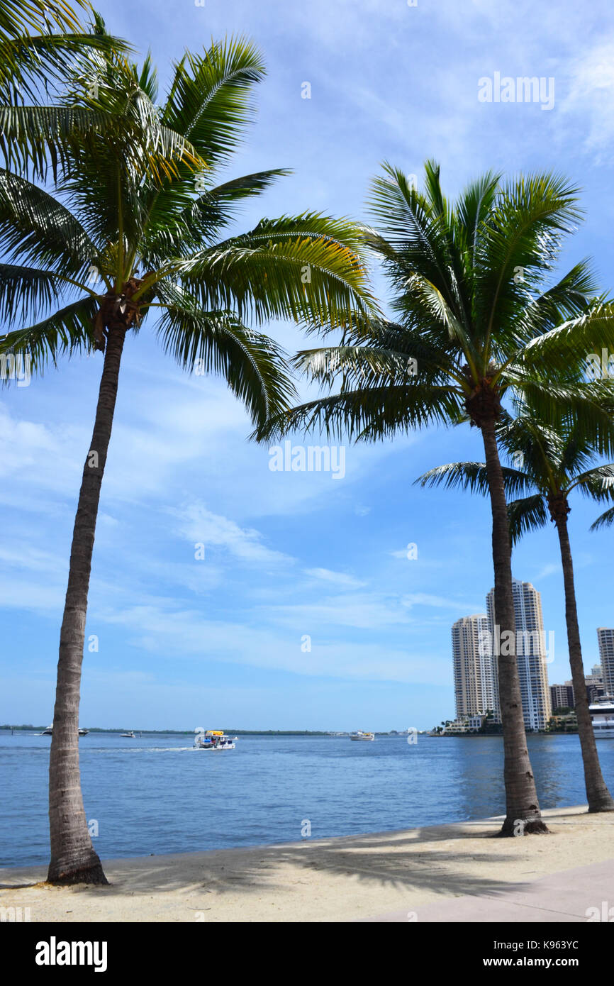 Palms at Miami beach, Florida Stock Photo - Alamy