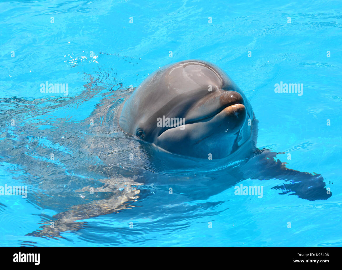 Dolphin pool hi-res stock photography and images - Alamy