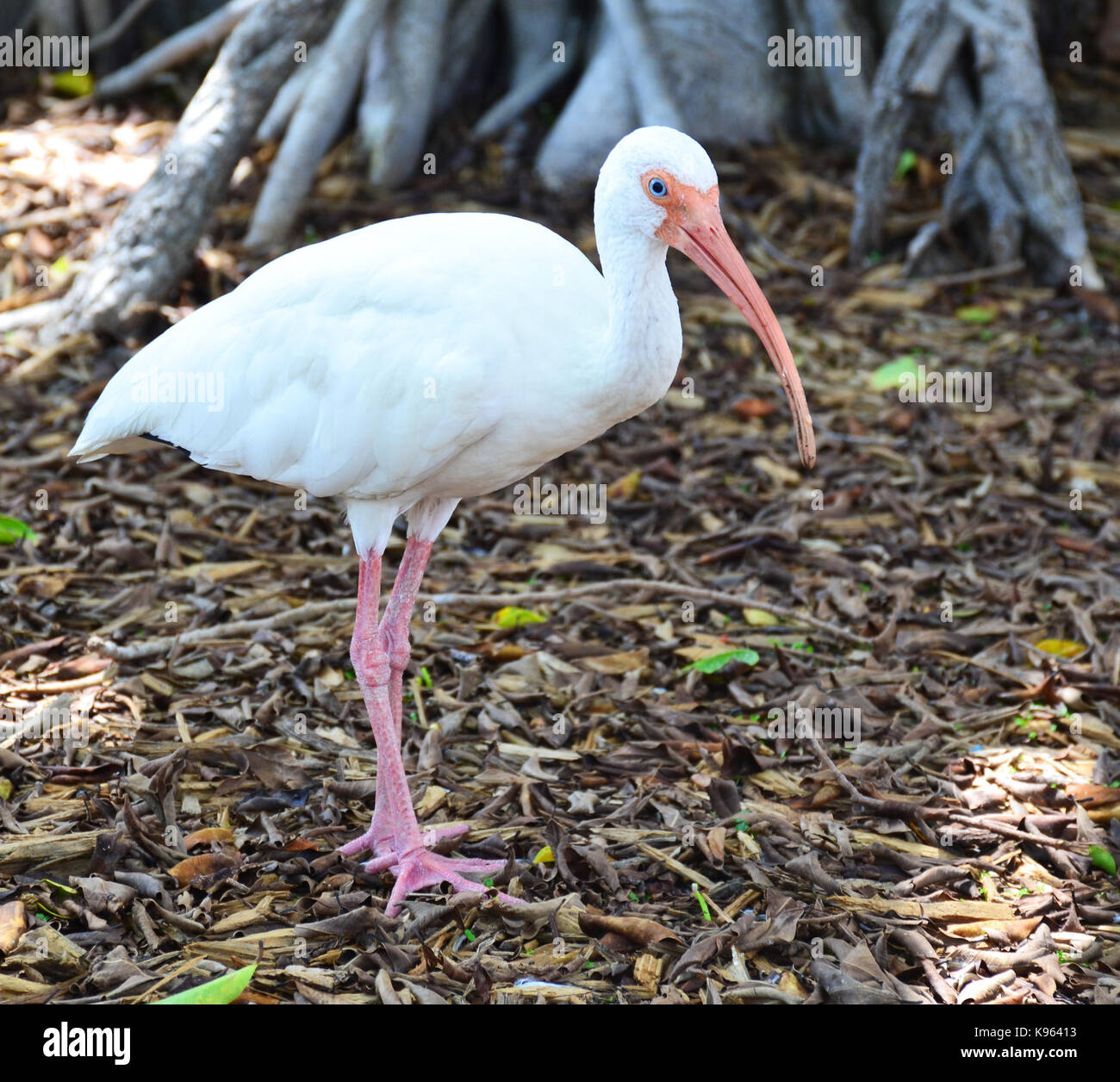 White ibis bird photo hi-res stock photography and images - Alamy
