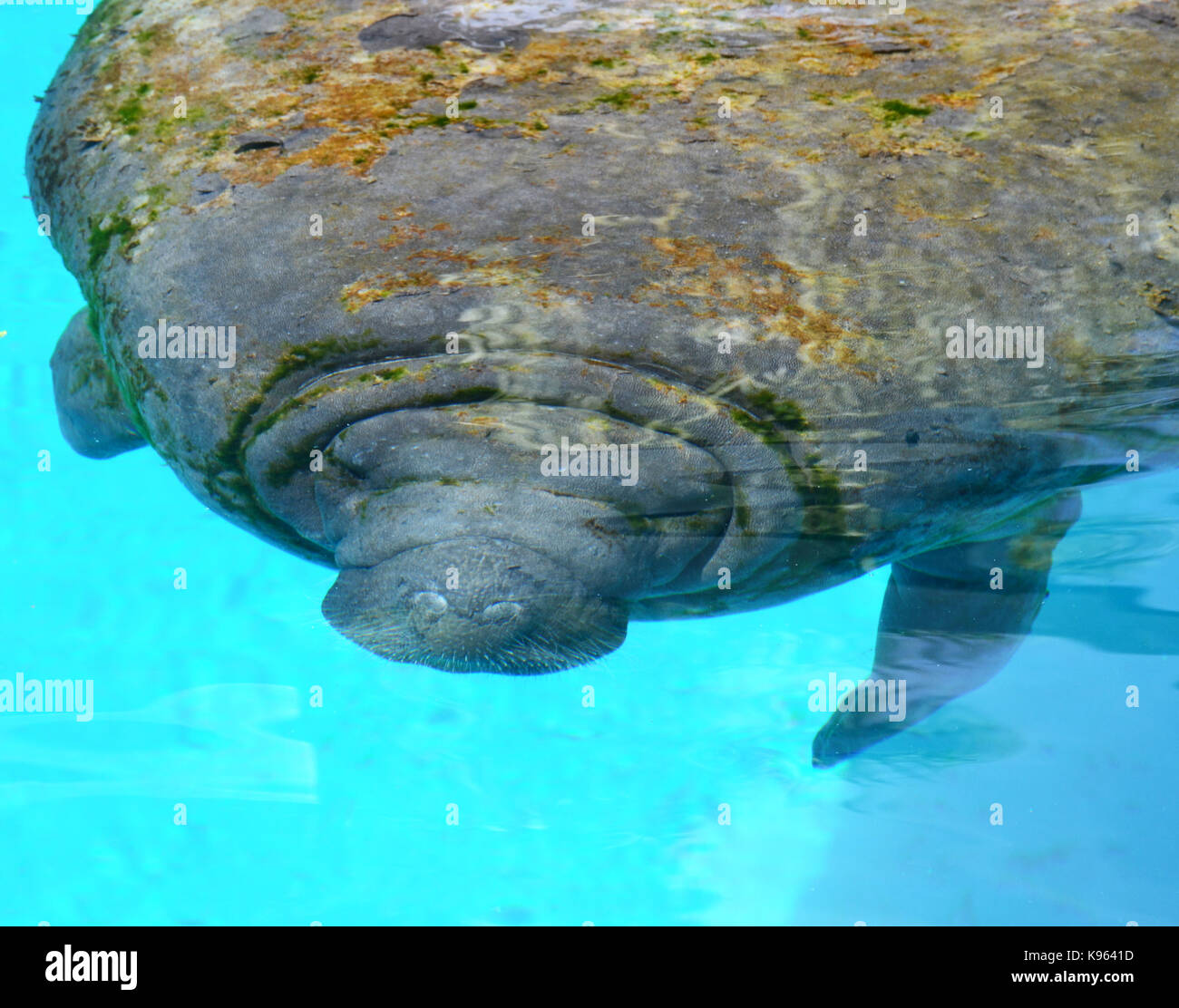 Close-up portrait of manatee Stock Photo - Alamy